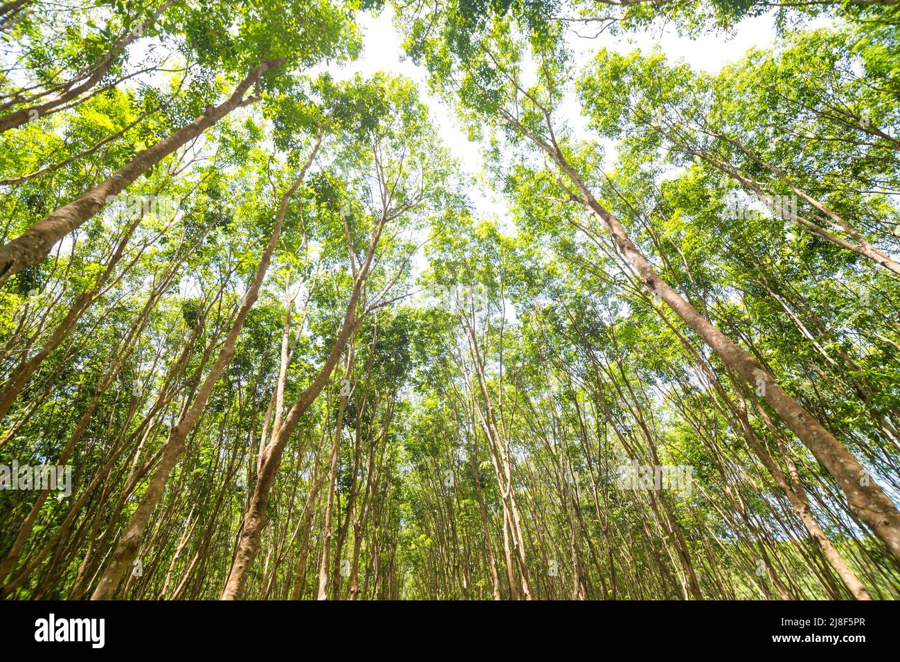 Rubber tree agricultural background, Green leaves many branch Stock ...