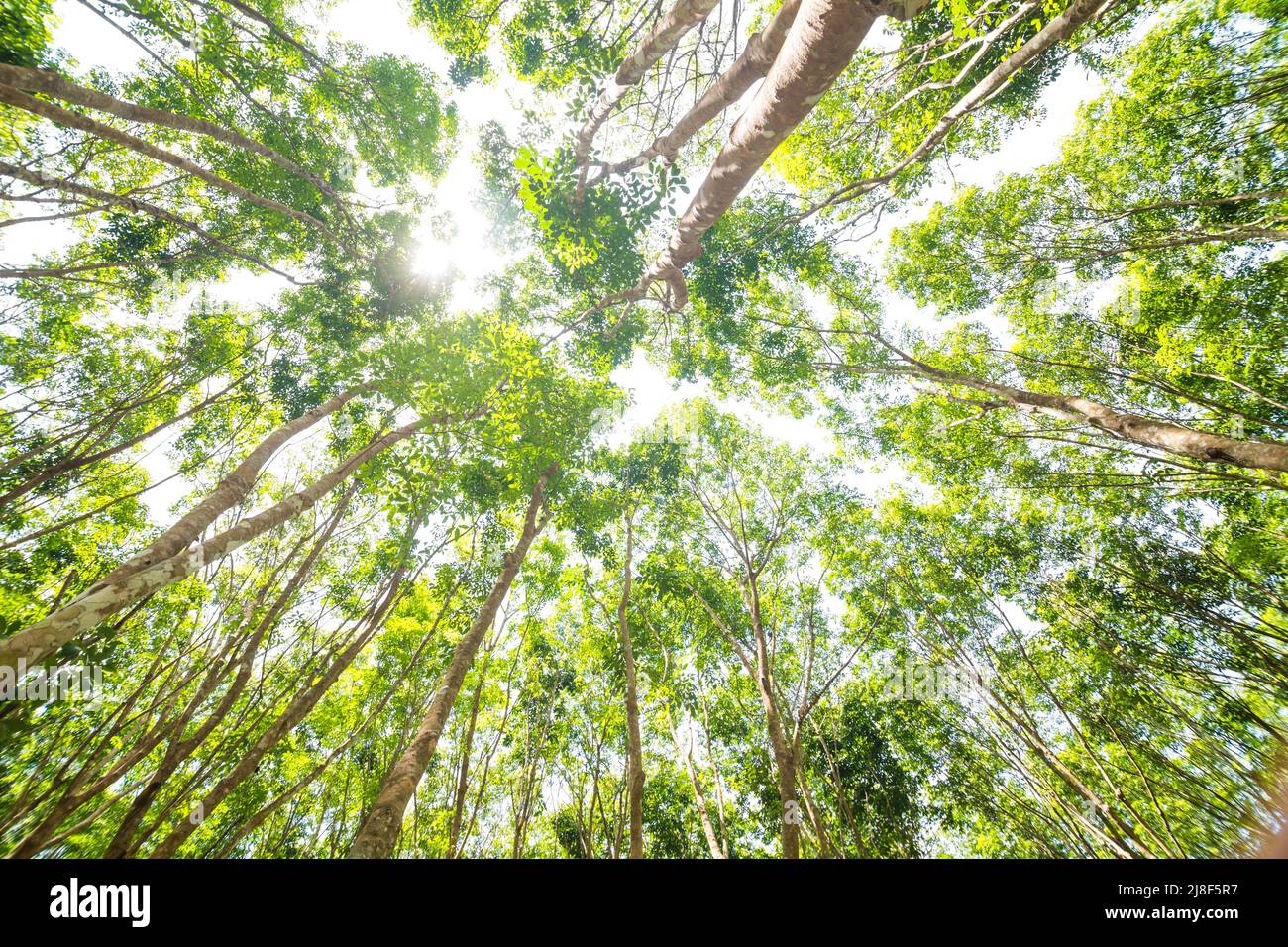 Rubber tree agricultural background, Green leaves many branch Stock ...