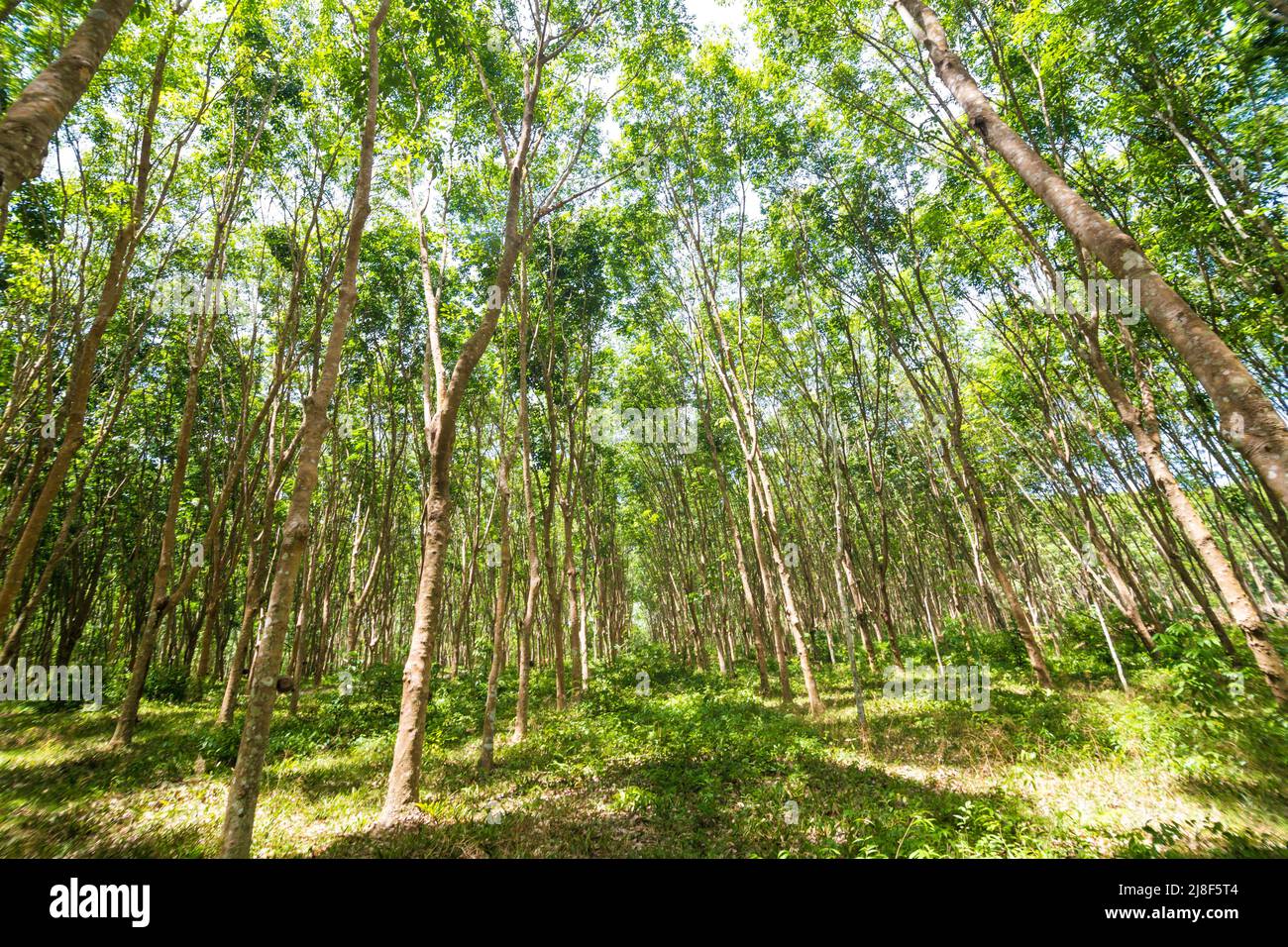 Rubber tree agricultural background, Green leaves many branch Stock ...