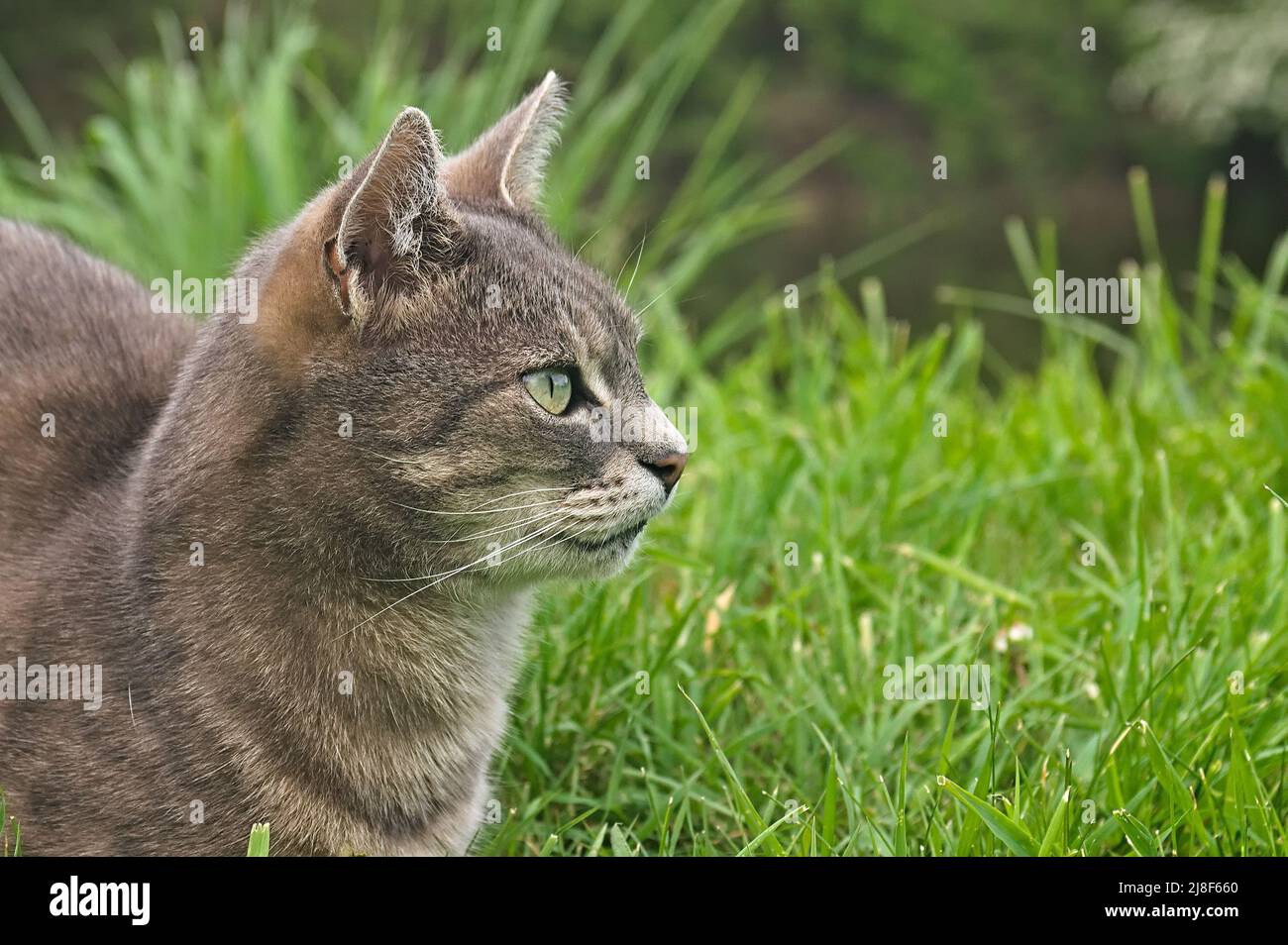 Side view of a beautiful tabby cat with soft focus grass in background ...