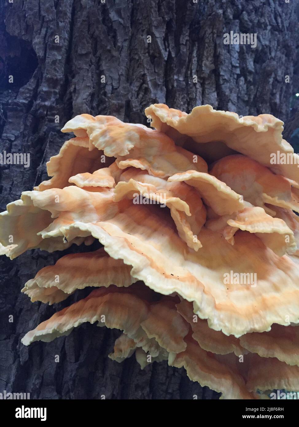 Wood decomposition fungi hi-res stock photography and images - Alamy