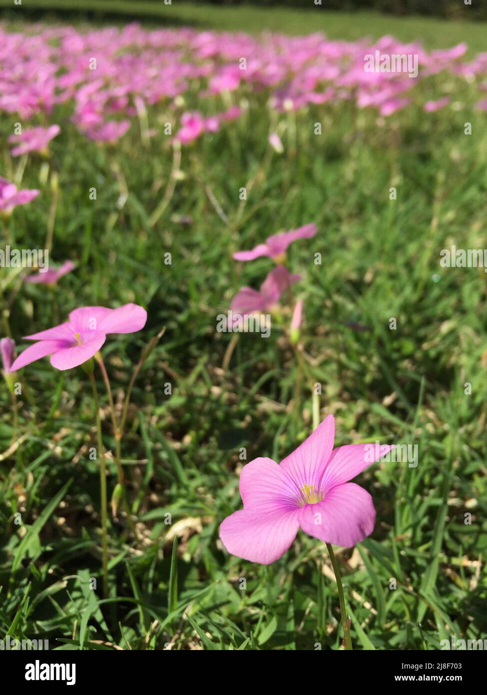 Small pink wild flowers hi-res stock photography and images - Alamy