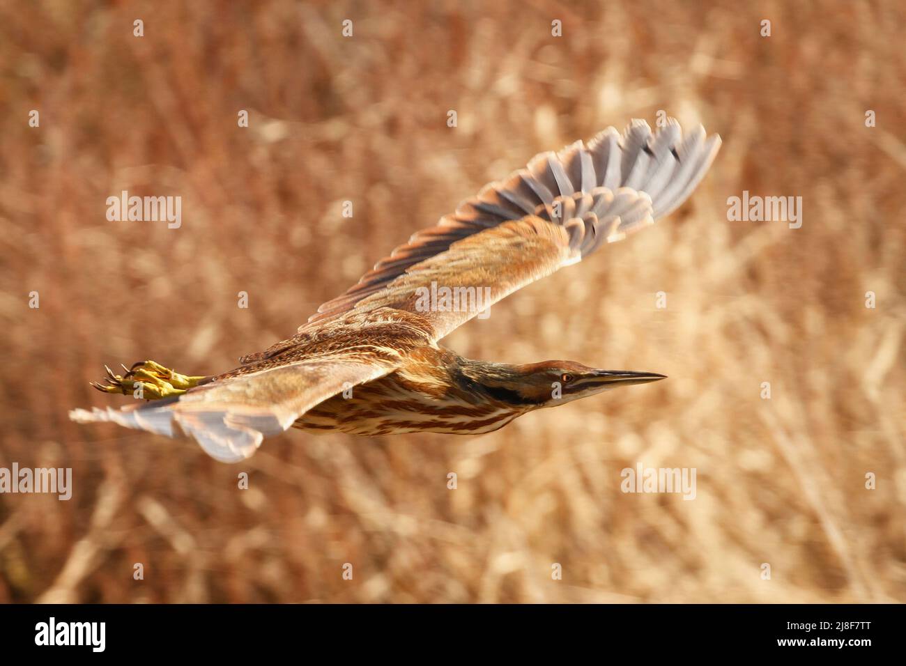 An American Bittern (Botaurus lentiginosus) in flight in daylight with ...