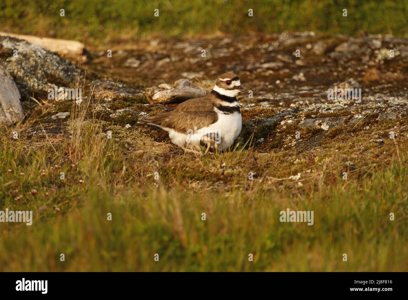 Hiding underneath feathers hi-res stock photography and images - Alamy