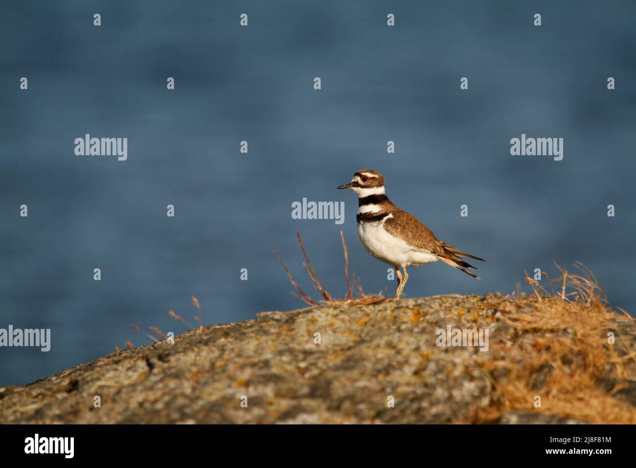 A single Killdeer (Charadrius vociferus) plover shorebird standing on a ...