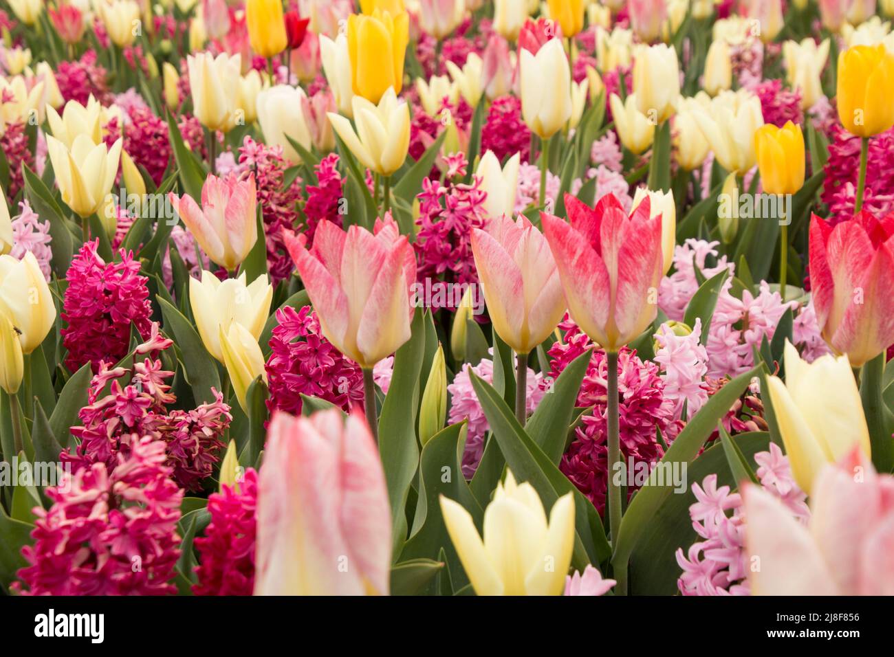 Pastel spring flowers hi-res stock photography and images - Alamy
