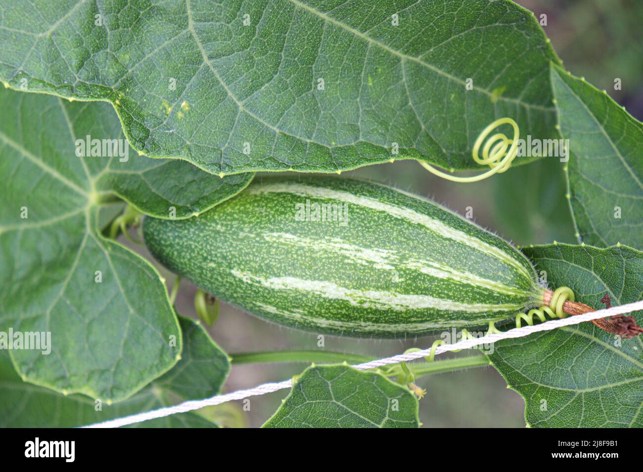 Pointed gourd bunch hi-res stock photography and images - Alamy