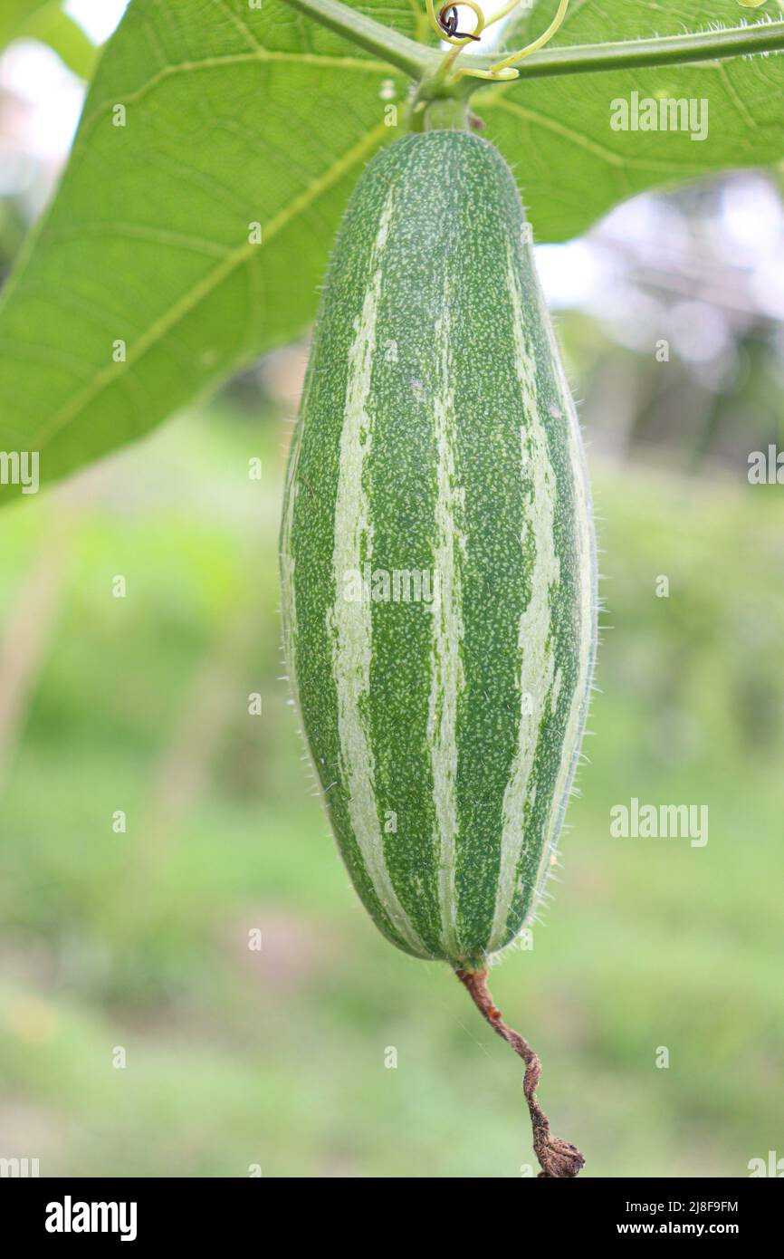 Pointed gourd bunch hi-res stock photography and images - Alamy