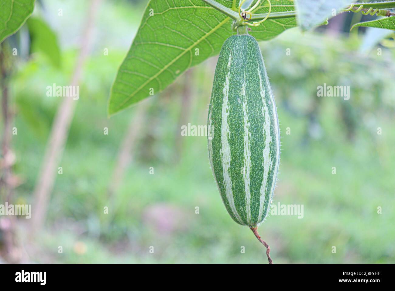 green colored pointed gourd on tree in farm for harvest Stock Photo - Alamy