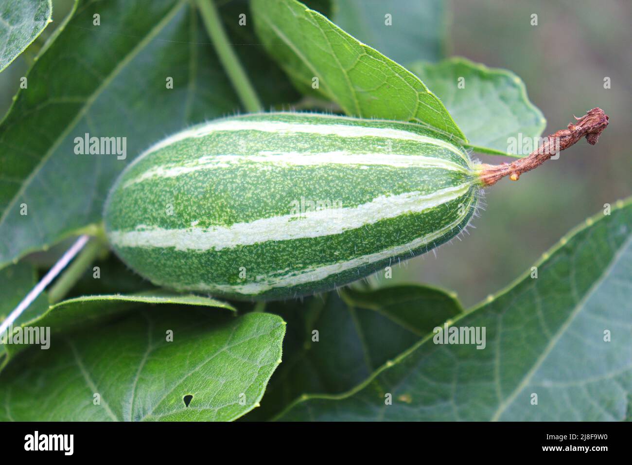 green colored pointed gourd on tree in farm for harvest Stock Photo - Alamy
