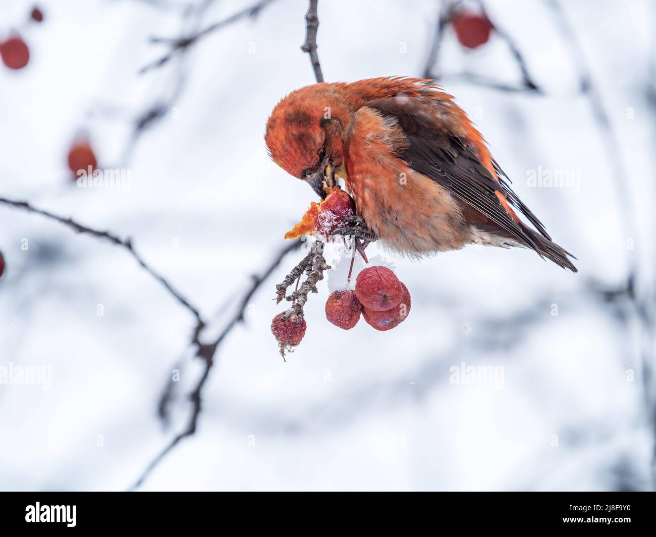 Red Crossbill male sitting on the tree branch and eats wild apple ...