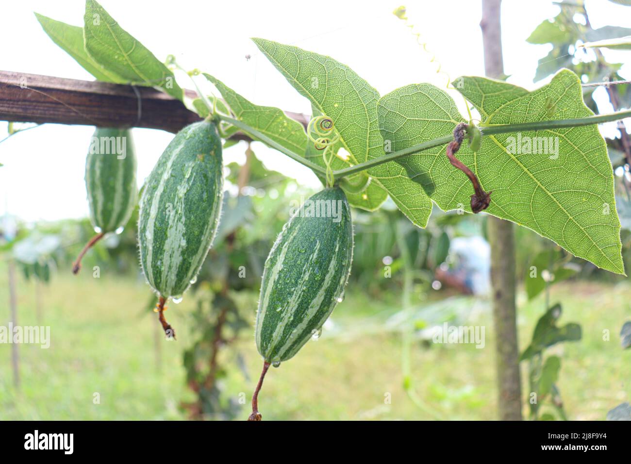 Pointed gourd bunch hi-res stock photography and images - Alamy