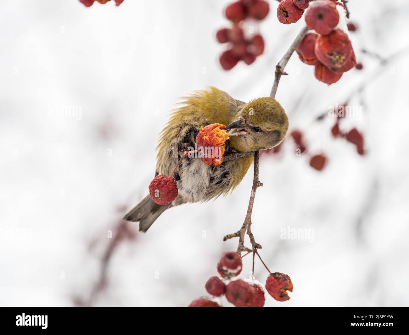 Red Crossbill female sitting on the tree branch and eats wild apple berries. Crossbill bird eats ...