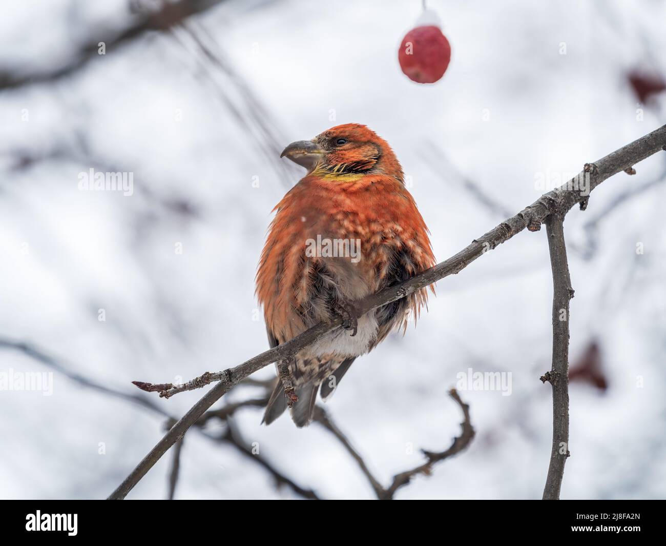 Red Crossbill male sitting on the tree branch and eats wild apple ...