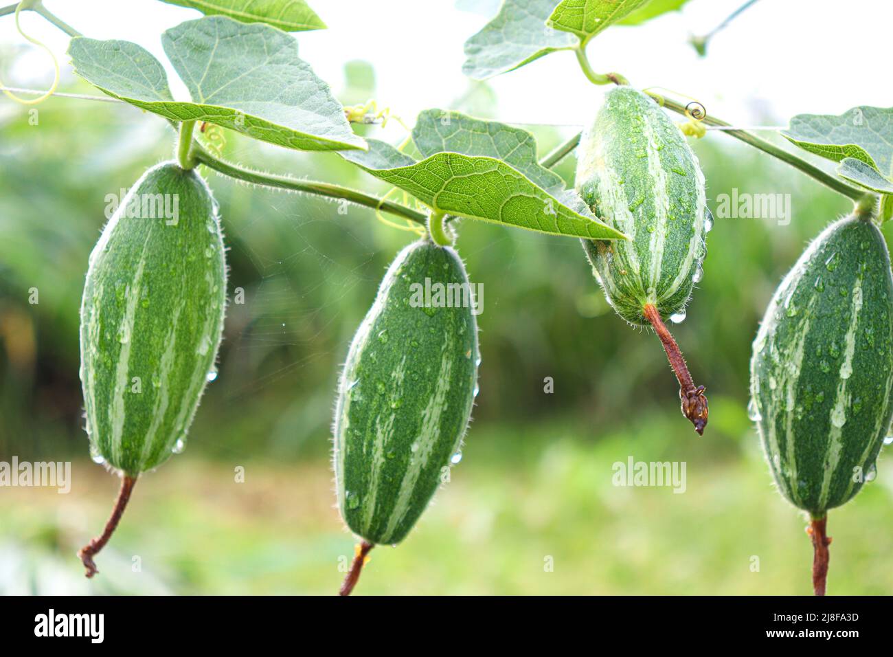green colored pointed gourd on tree in farm for harvest Stock Photo - Alamy