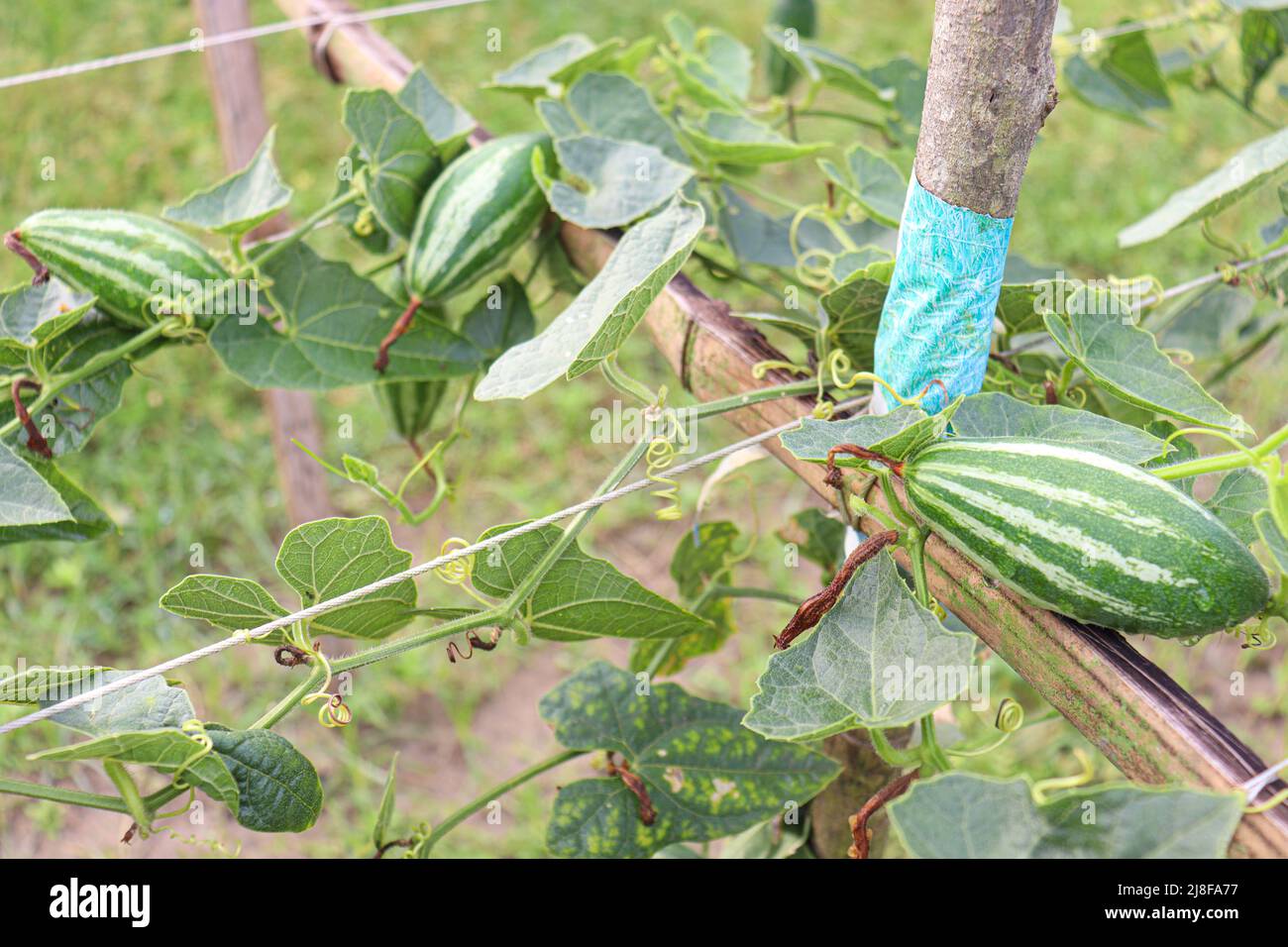 Pointed gourd tree hi-res stock photography and images - Alamy