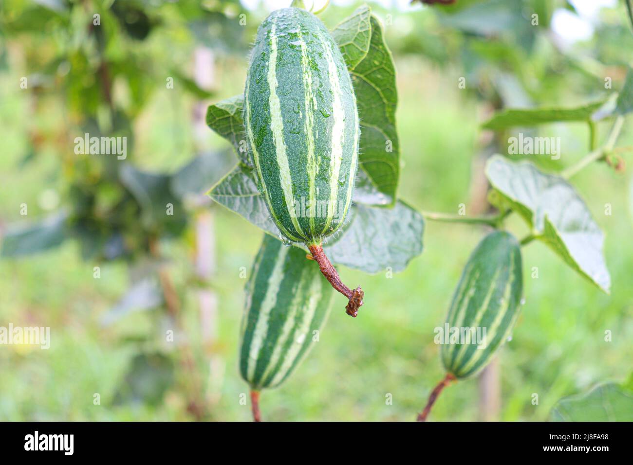 green colored pointed gourd on tree in farm for harvest Stock Photo - Alamy
