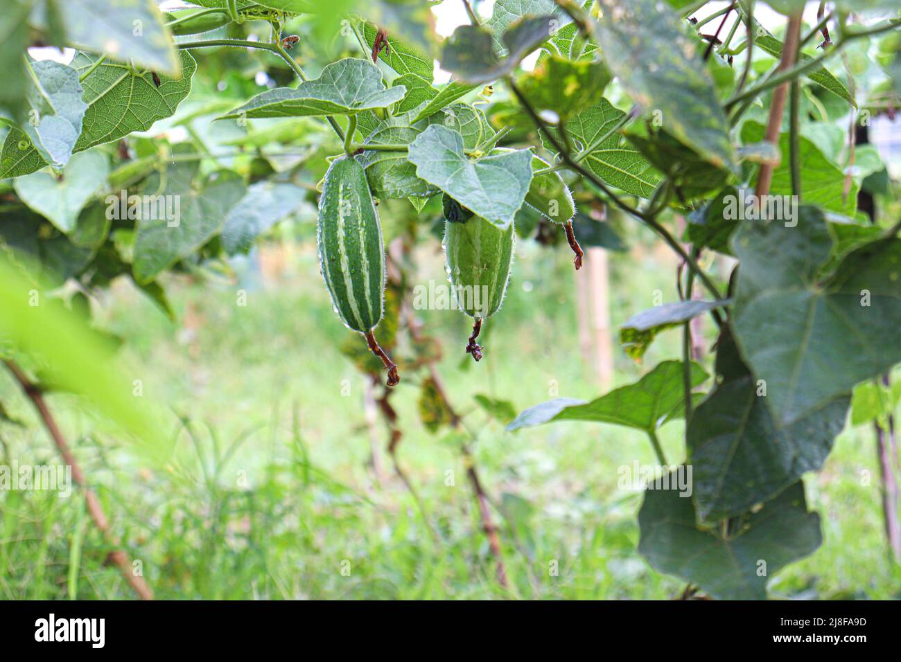 green colored pointed gourd on tree in farm for harvest Stock Photo - Alamy