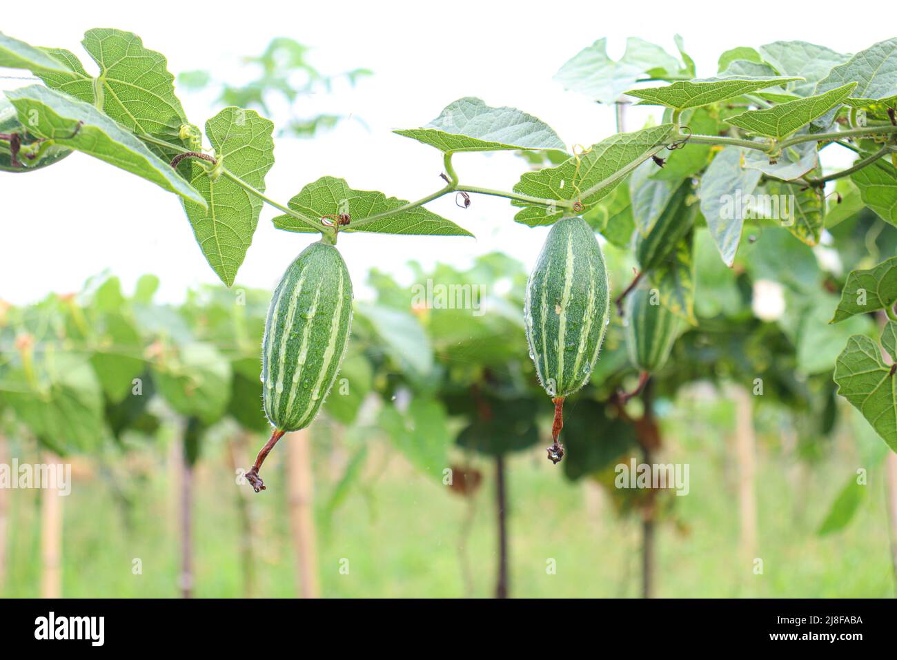 Pointed gourd bunch hi-res stock photography and images - Alamy