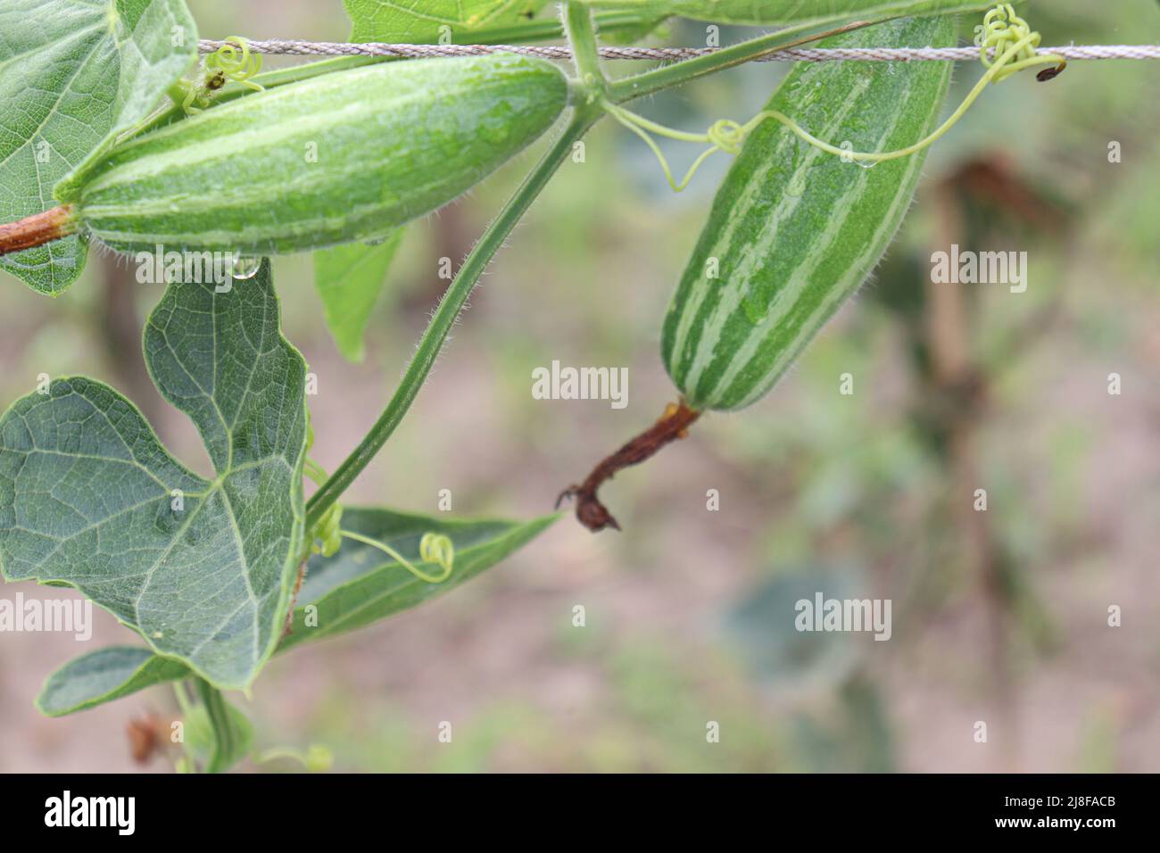 Pointed gourd bunch hi-res stock photography and images - Alamy