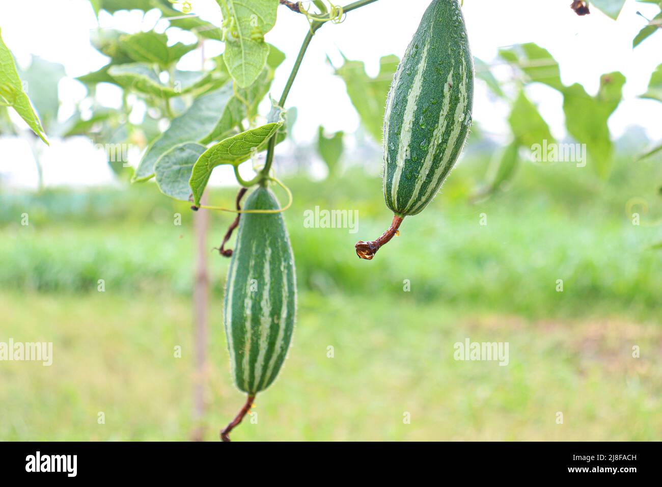 green colored pointed gourd on tree in farm for harvest Stock Photo - Alamy