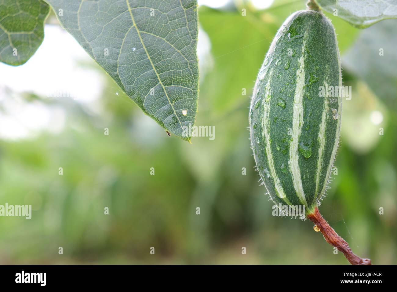 Pointed gourd bunch hi-res stock photography and images - Alamy