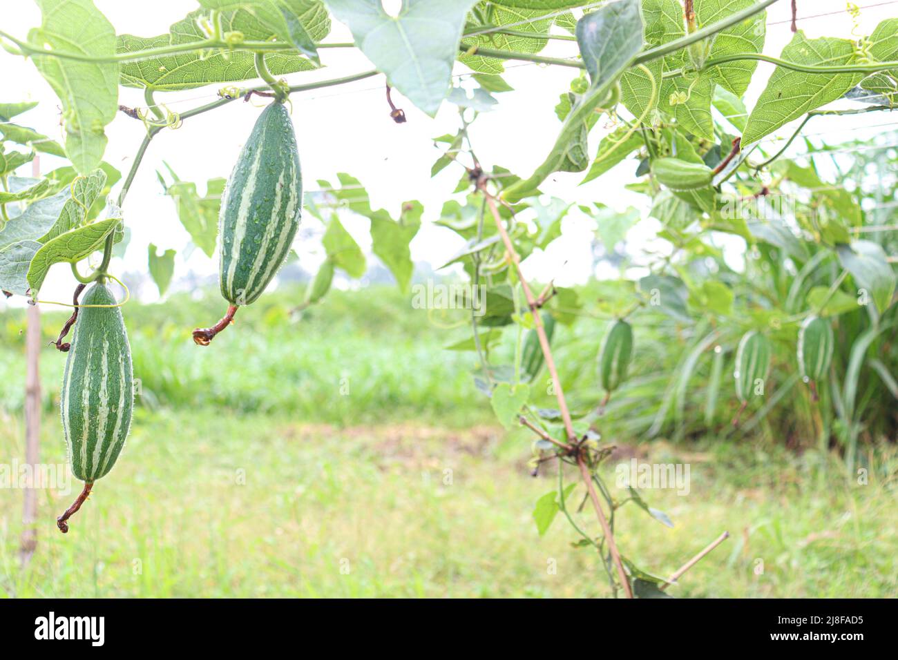 green colored pointed gourd on tree in farm for harvest Stock Photo - Alamy