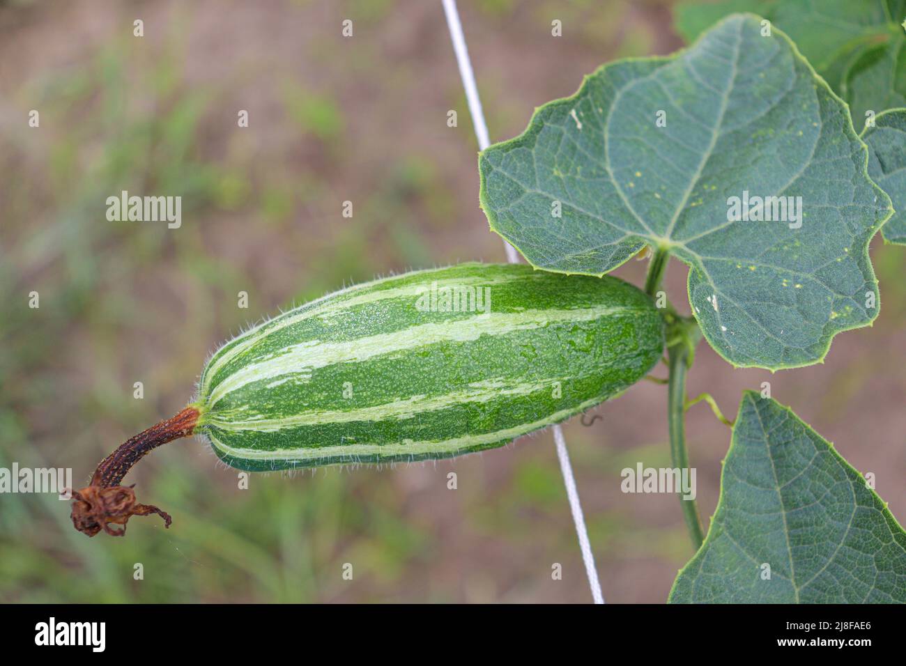 green colored pointed gourd on tree in farm for harvest Stock Photo - Alamy
