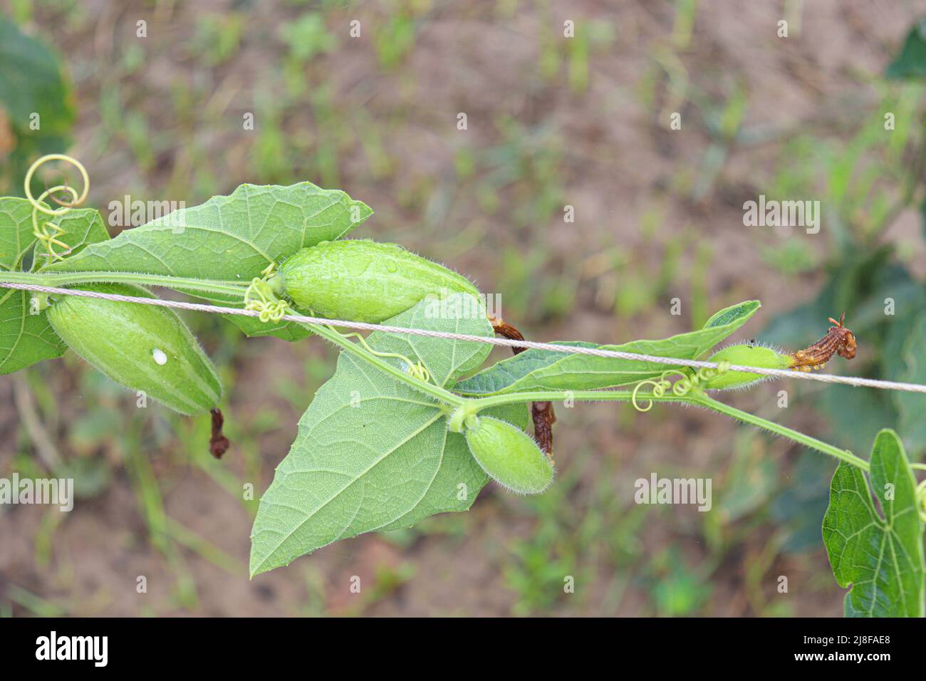 Pointed gourd bunch hi-res stock photography and images - Alamy