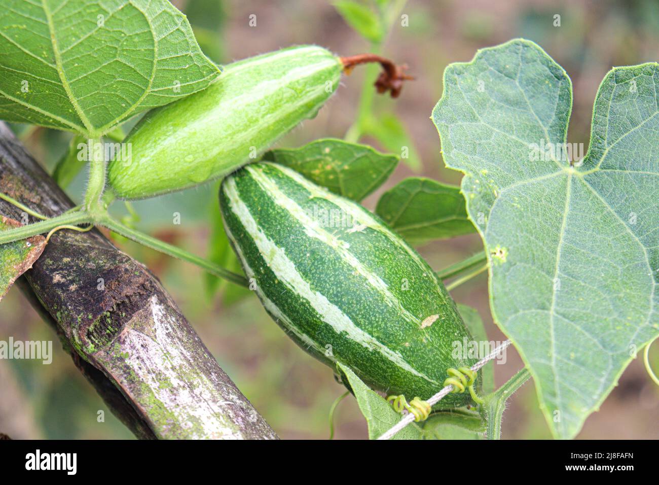 green colored pointed gourd on tree in farm for harvest Stock Photo - Alamy