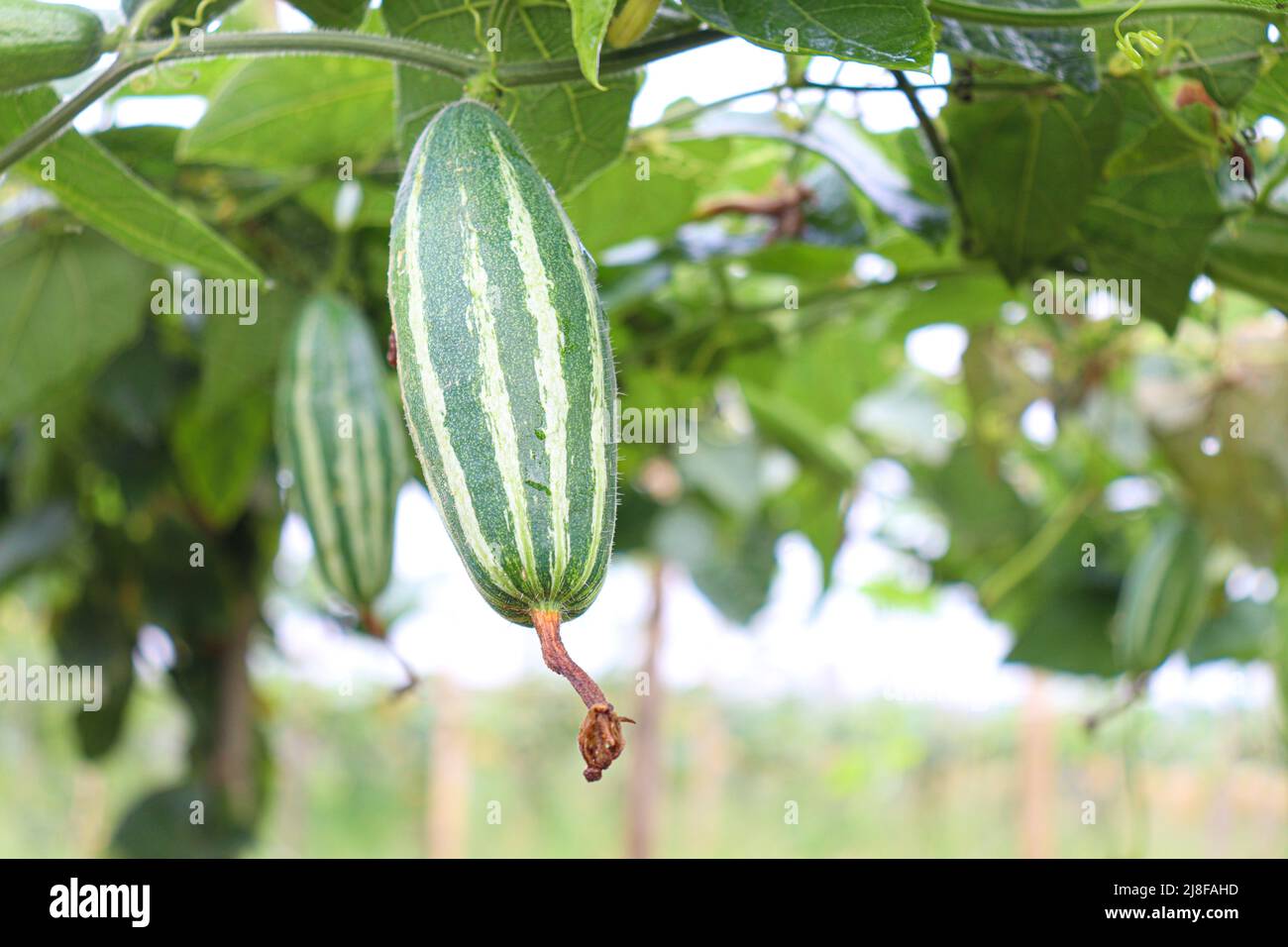 green colored pointed gourd on tree in farm for harvest Stock Photo - Alamy
