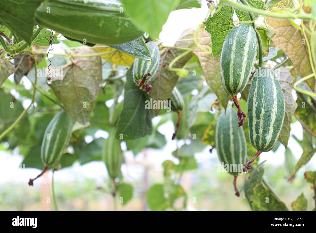 green colored pointed gourd on tree in farm for harvest Stock Photo - Alamy
