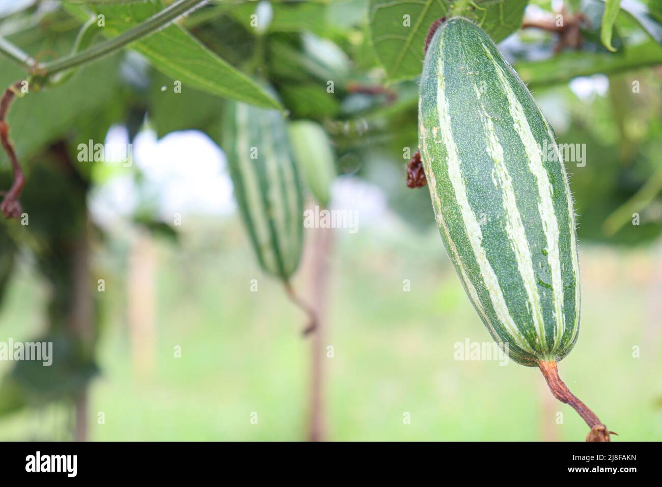 Pointed gourd bunch hi-res stock photography and images - Alamy