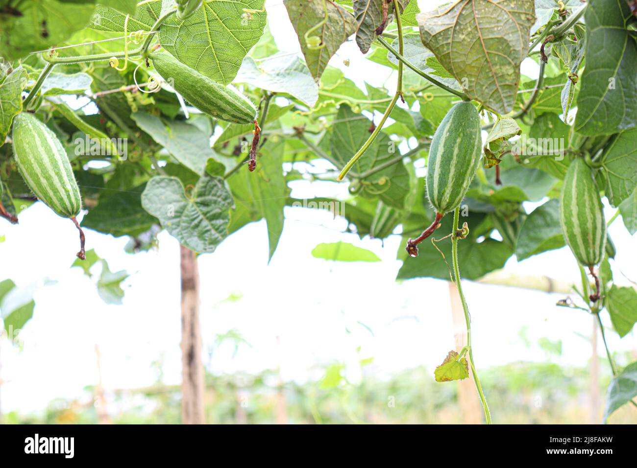 green colored pointed gourd on tree in farm for harvest Stock Photo - Alamy