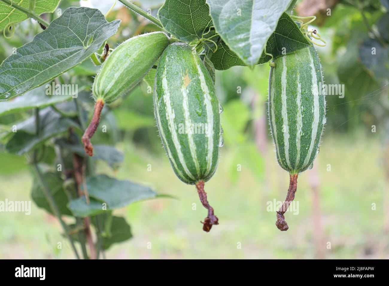 green colored pointed gourd on tree in farm for harvest Stock Photo - Alamy