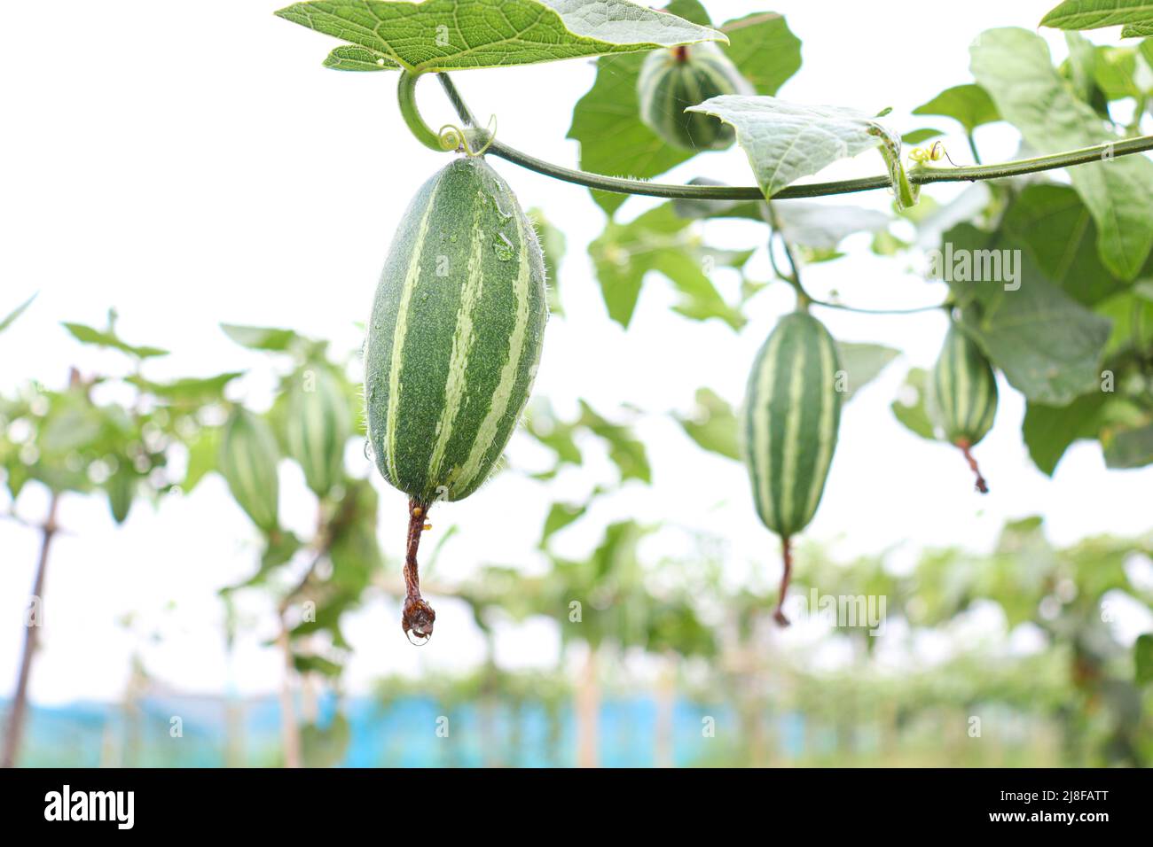 green colored pointed gourd on tree in farm for harvest Stock Photo - Alamy