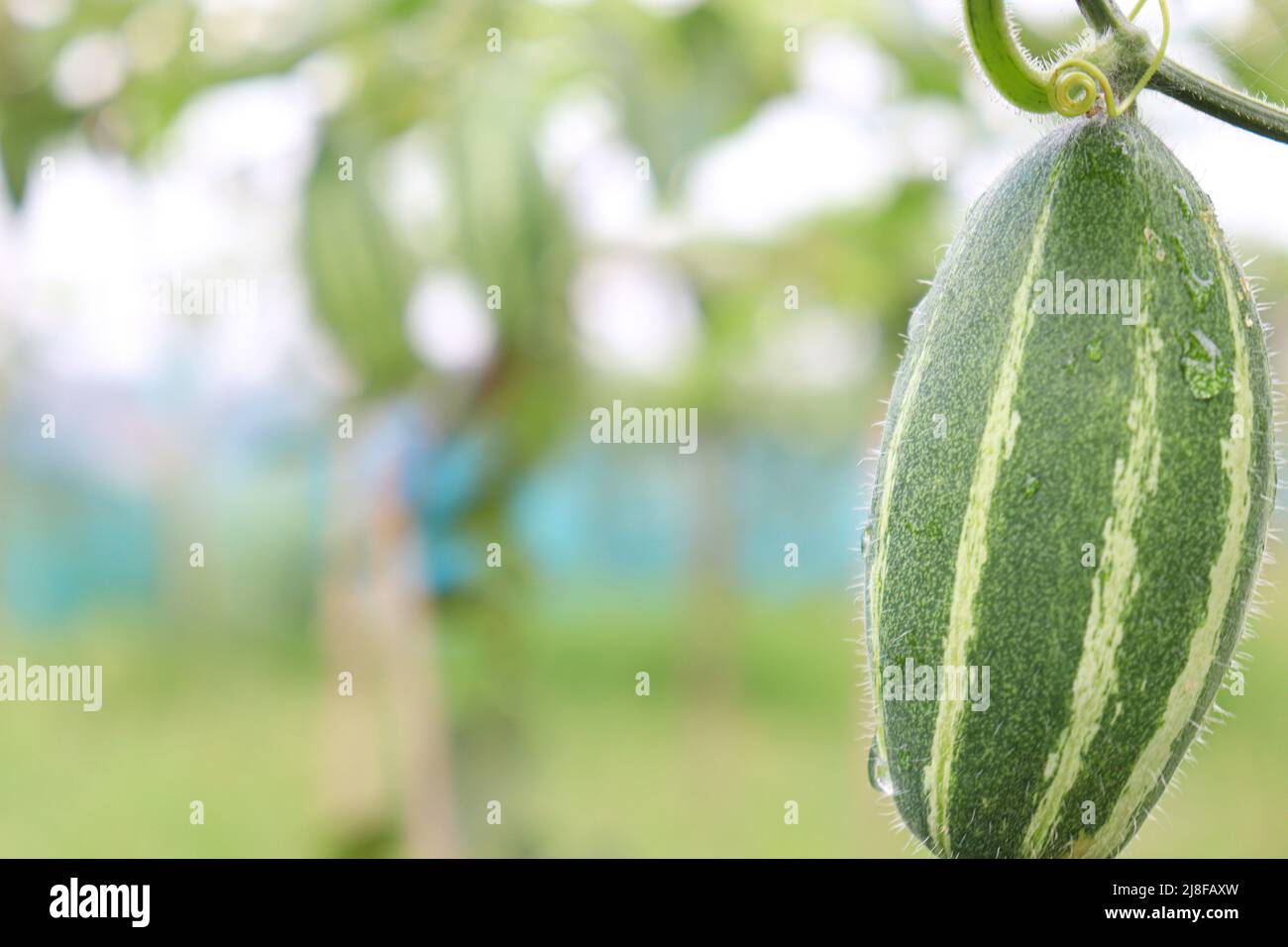 green colored pointed gourd on tree in farm for harvest Stock Photo - Alamy
