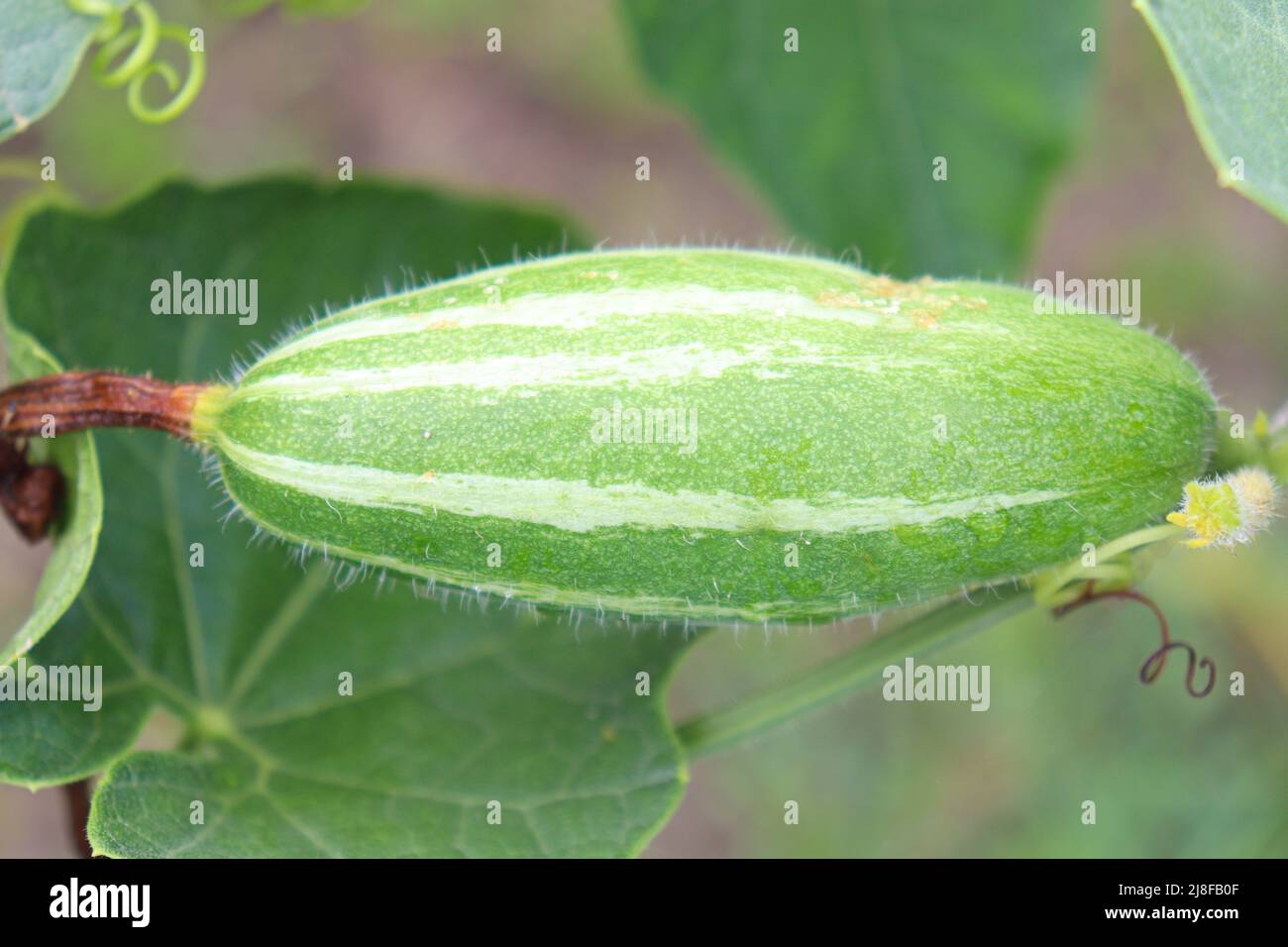 green colored pointed gourd on tree in farm for harvest Stock Photo - Alamy
