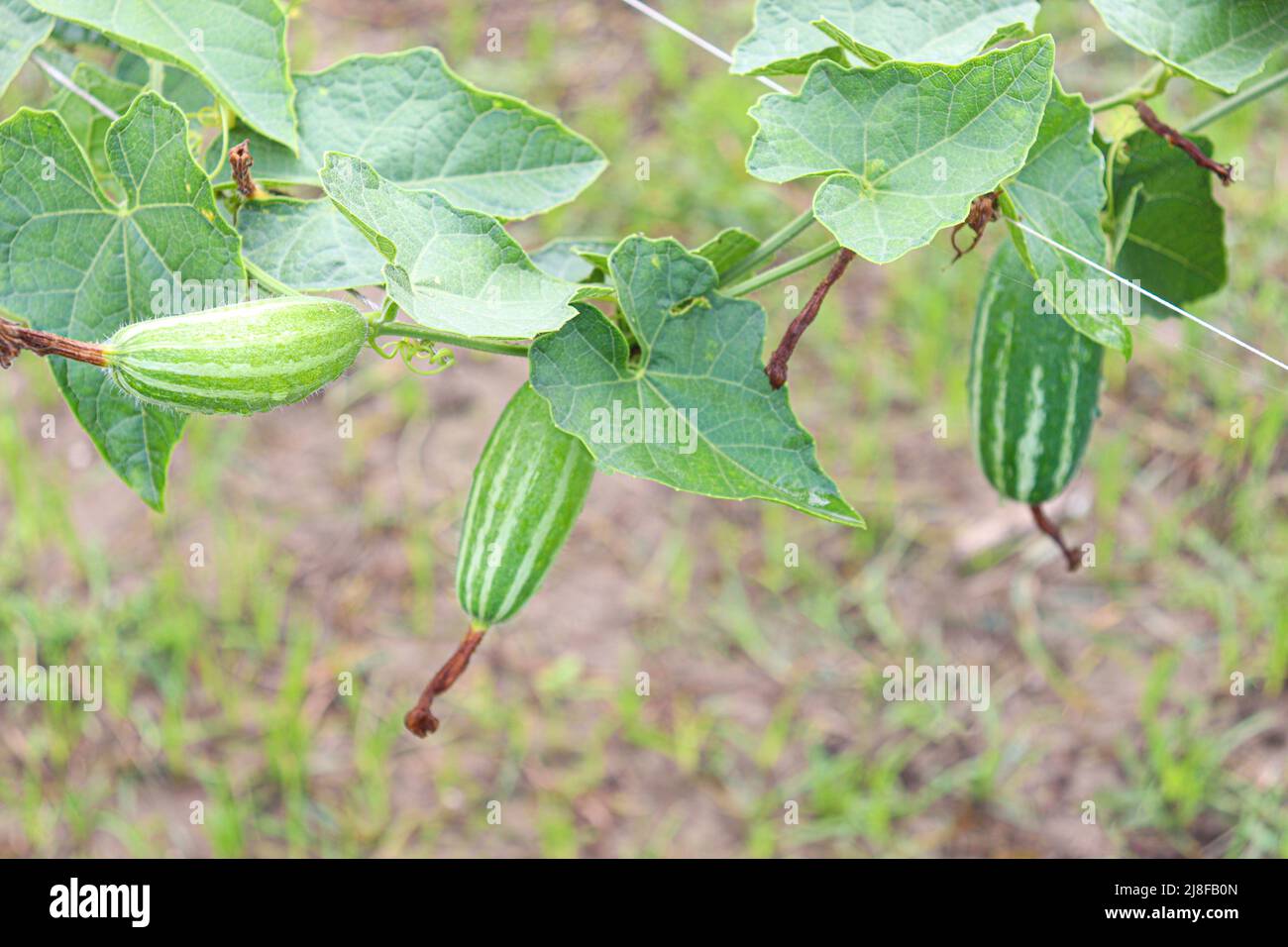 green colored pointed gourd on tree in farm for harvest Stock Photo - Alamy