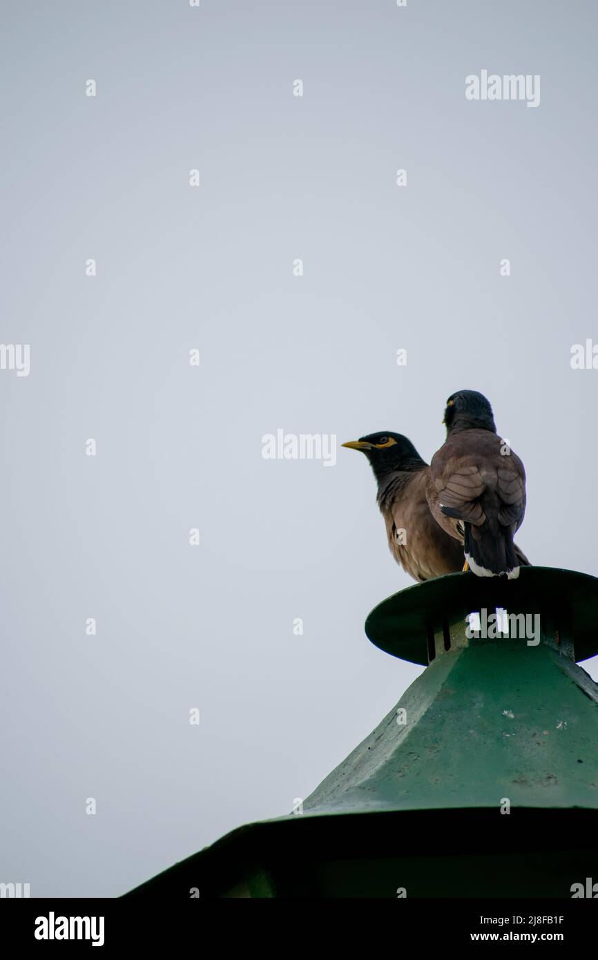 Two common mynas hi-res stock photography and images - Alamy