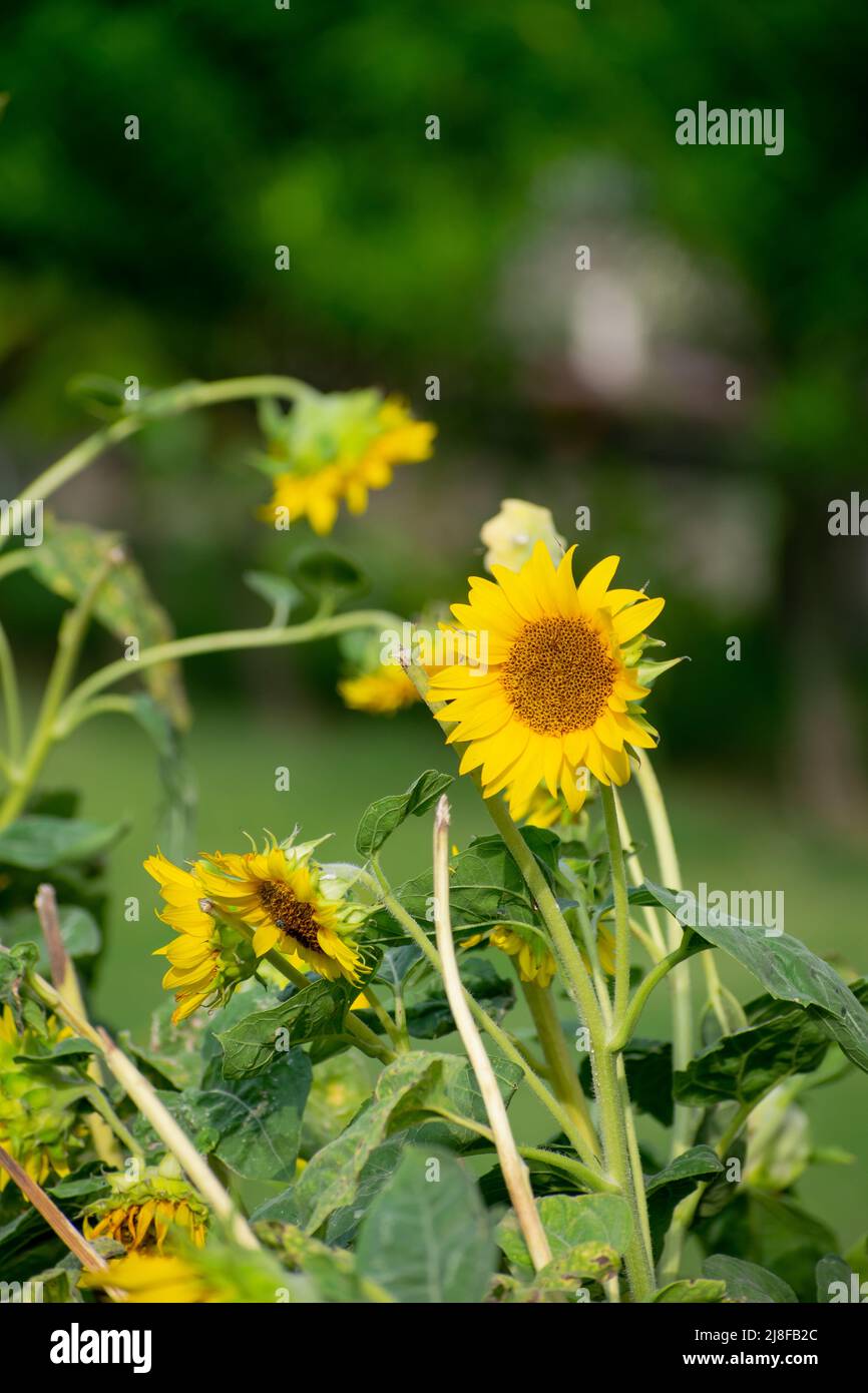 Extra large sunflower in close up Stock Photo - Alamy