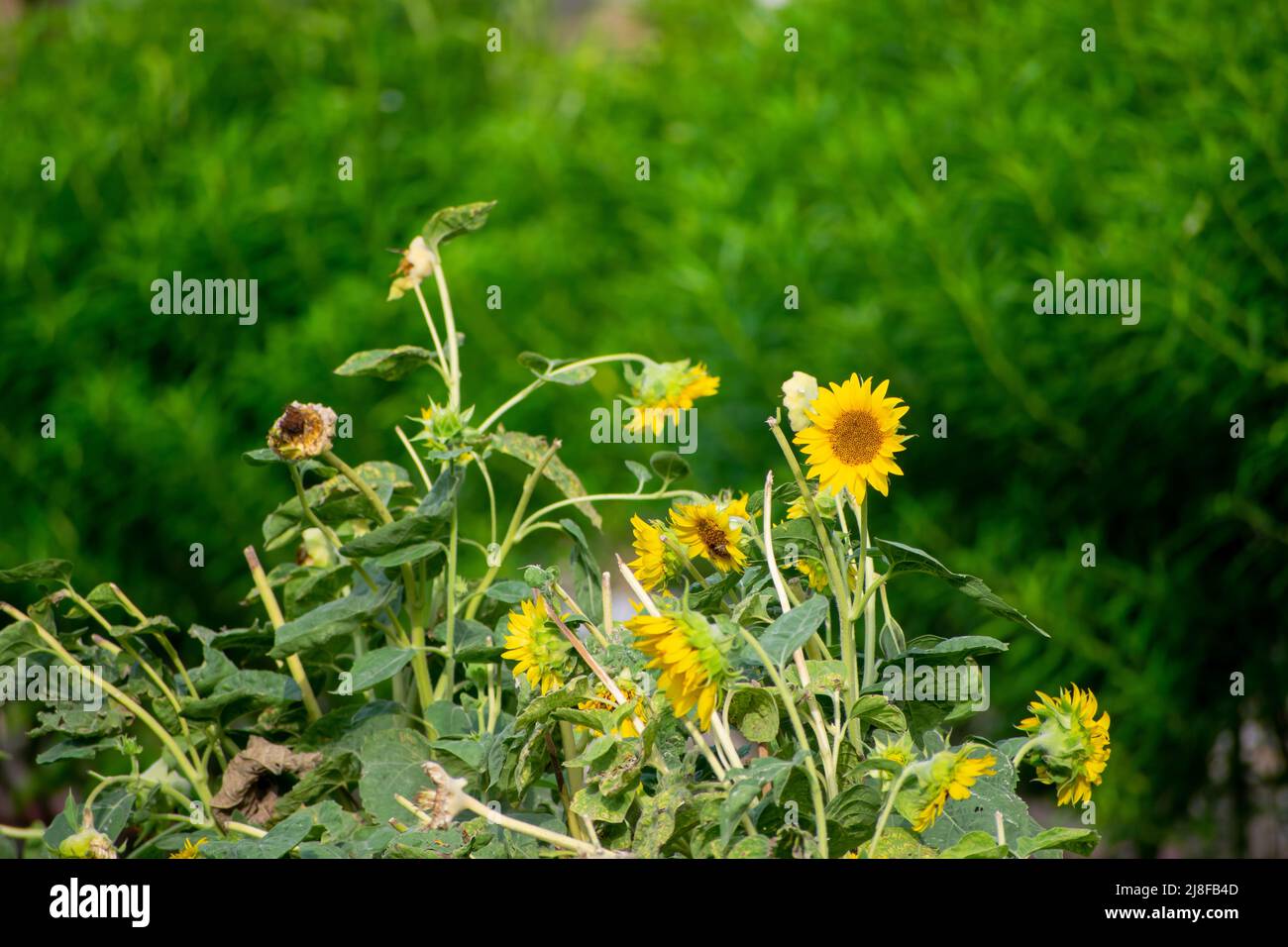 Extra large sunflower in close up Stock Photo - Alamy