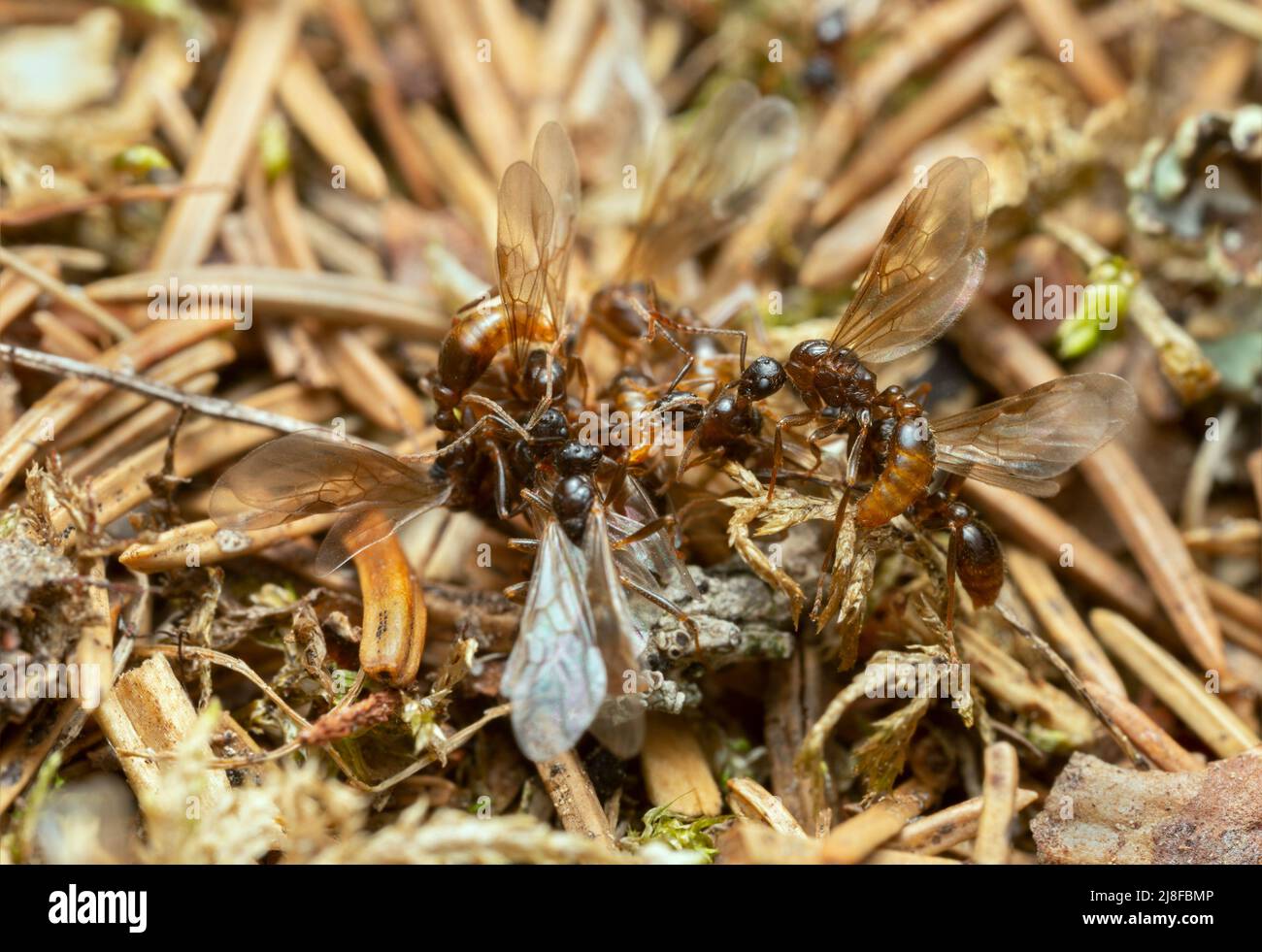 Swarming insects hi-res stock photography and images - Alamy
