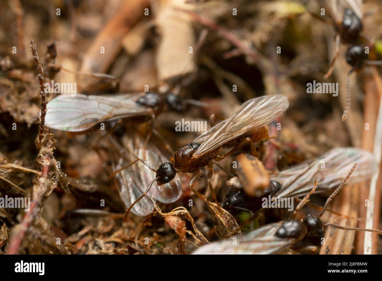 Swarming winged myrmica ants, macro photo Stock Photo - Alamy