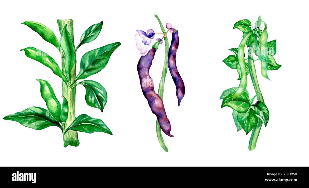 Board of black string beans, green haricot watercolor illustration ...