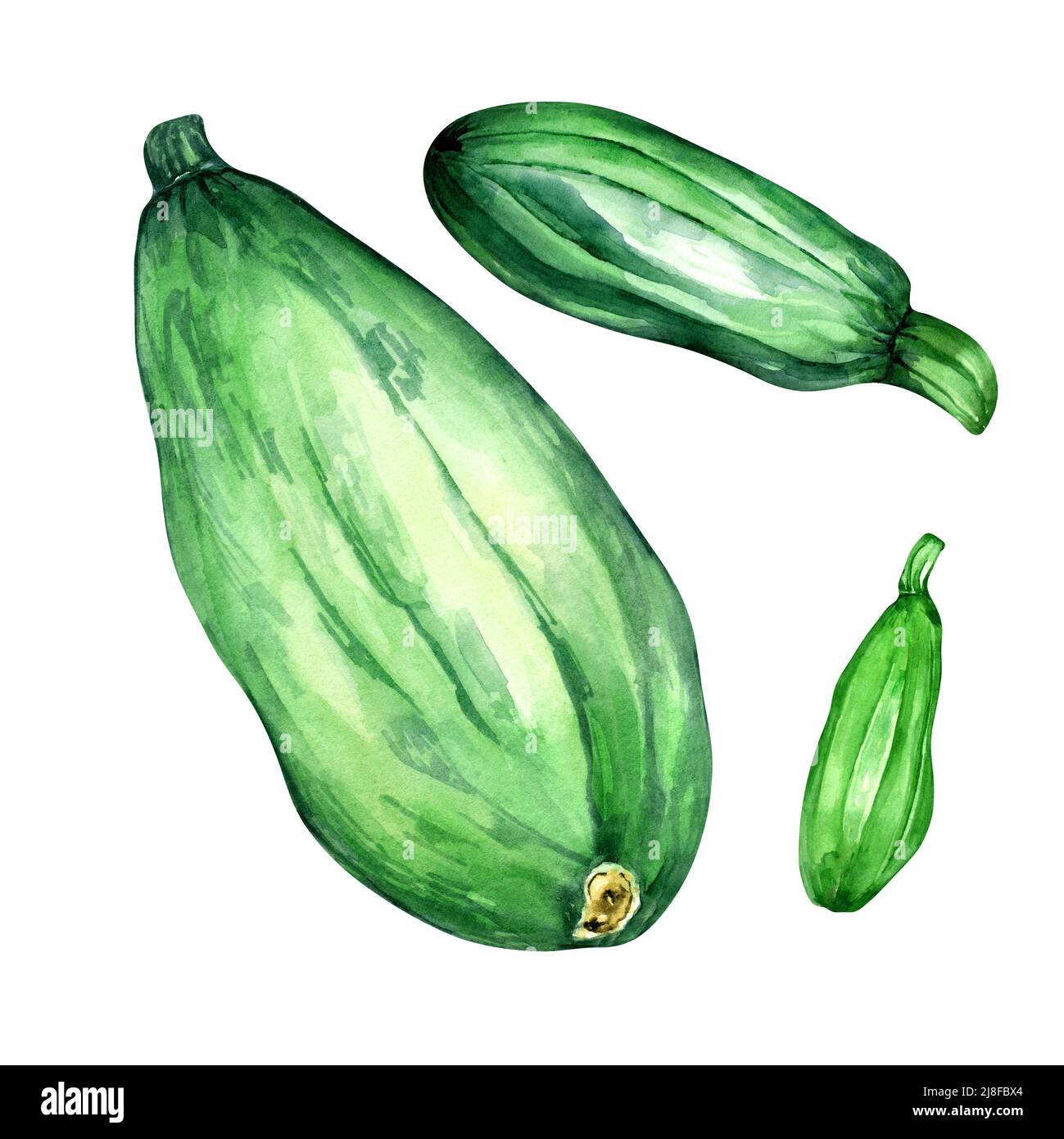 Set of green squashes watercolor illustration on white background ...