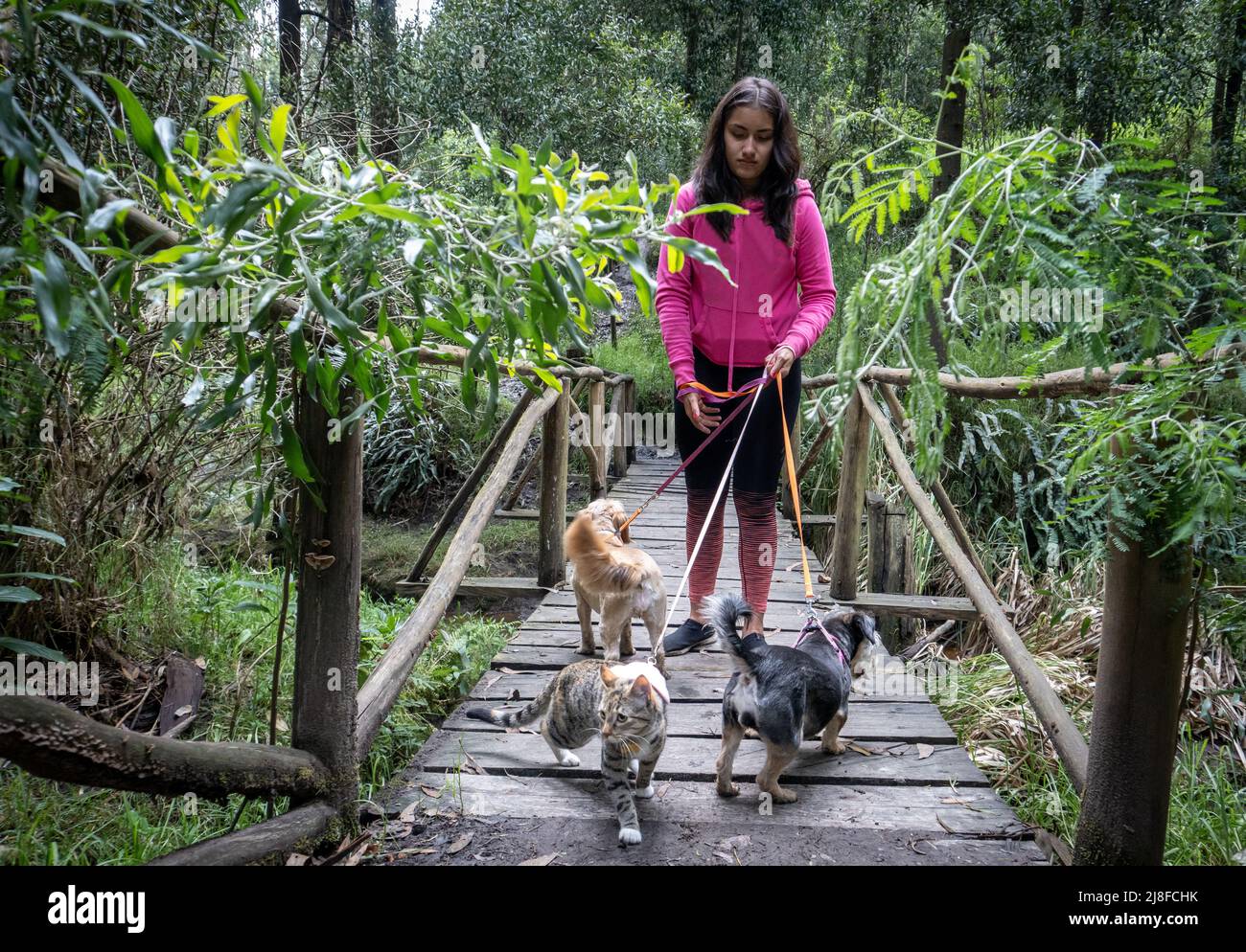 Teen girl walk dog hi-res stock photography and images - Alamy