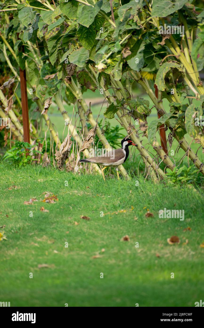 The red-wattled lapwing is an Asian lapwing or large plover, a wader in ...