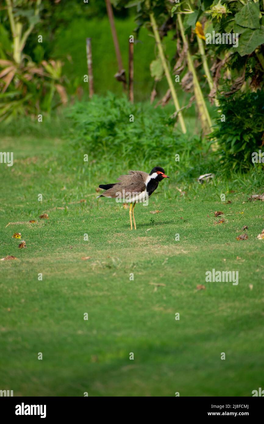 The red-wattled lapwing is an Asian lapwing or large plover, a wader in ...