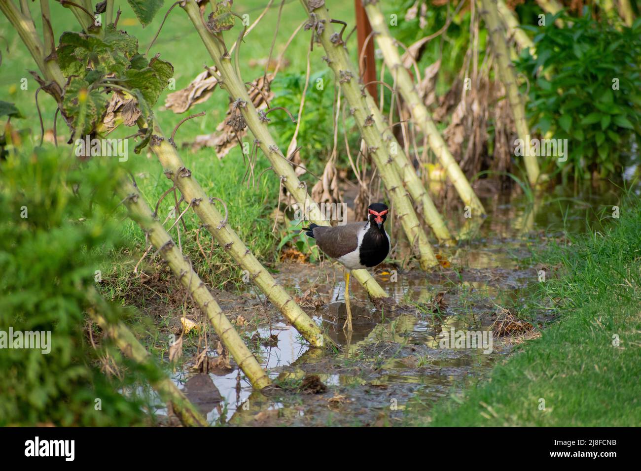 The red-wattled lapwing is an Asian lapwing or large plover, a wader in ...